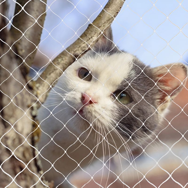 Grillage de fenêtre pour chat - Chatmouillé