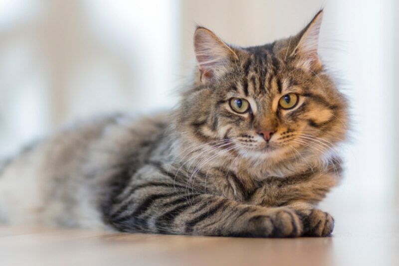 Chiffres clés et insolites sur les chats en France - Chatmouillé