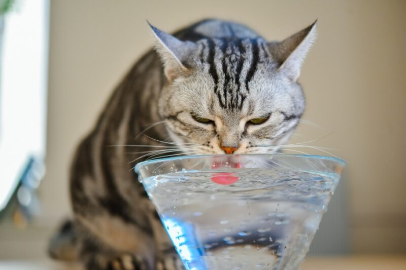 Pourquoi mon chat boit beaucoup : est-ce normal ? - Chatmouillé