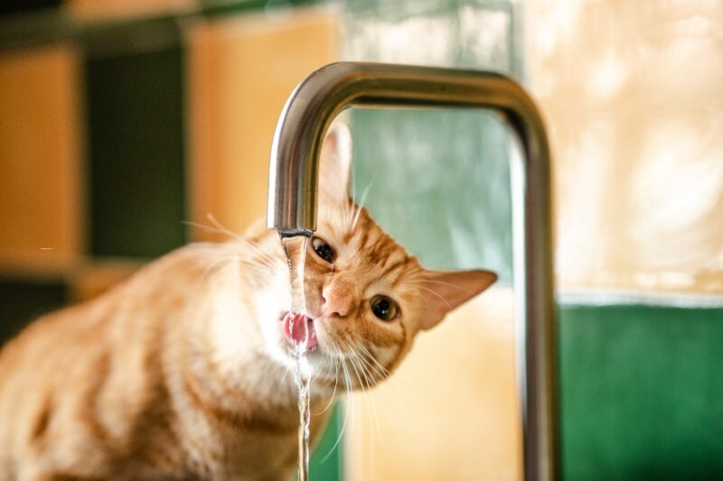 Pourquoi mon chat boit beaucoup : est-ce normal ? - Chatmouillé